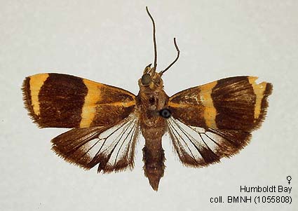 Papua Insects Foundation (Lepidoptera/Immidae/Imma dioptrias)